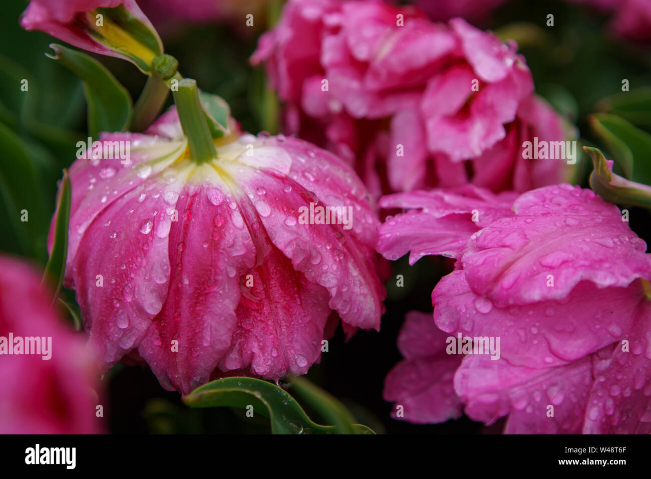 Dutch flower field bloom in spring season.Exotic decorative plants grow ...