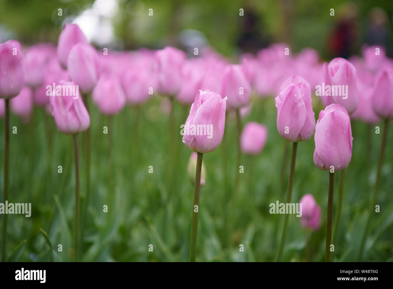 Dutch flower field bloom in spring season.Exotic decorative plants grow ...