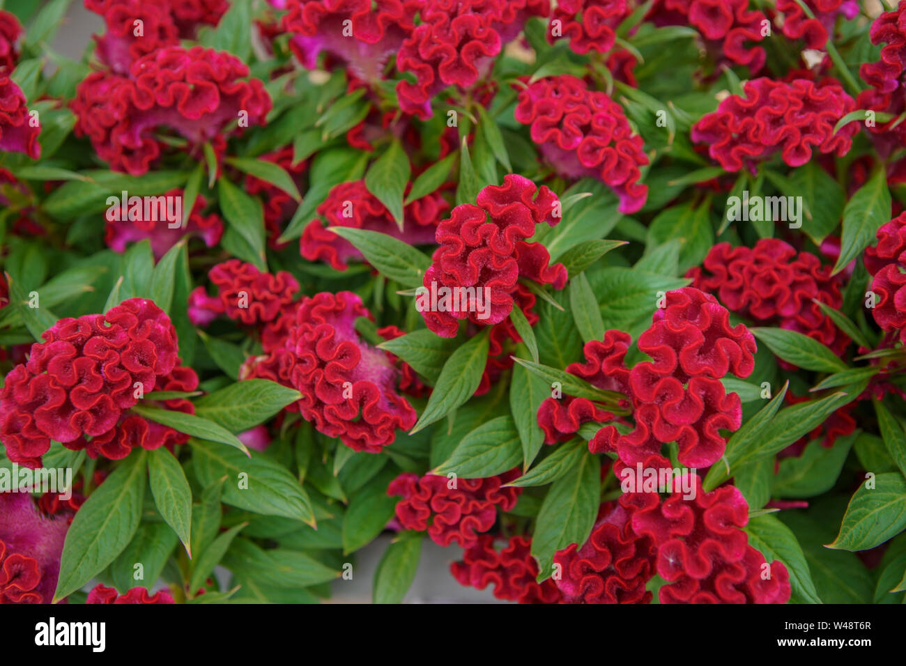 Dutch flower field bloom in spring season.Exotic decorative plants grow ...