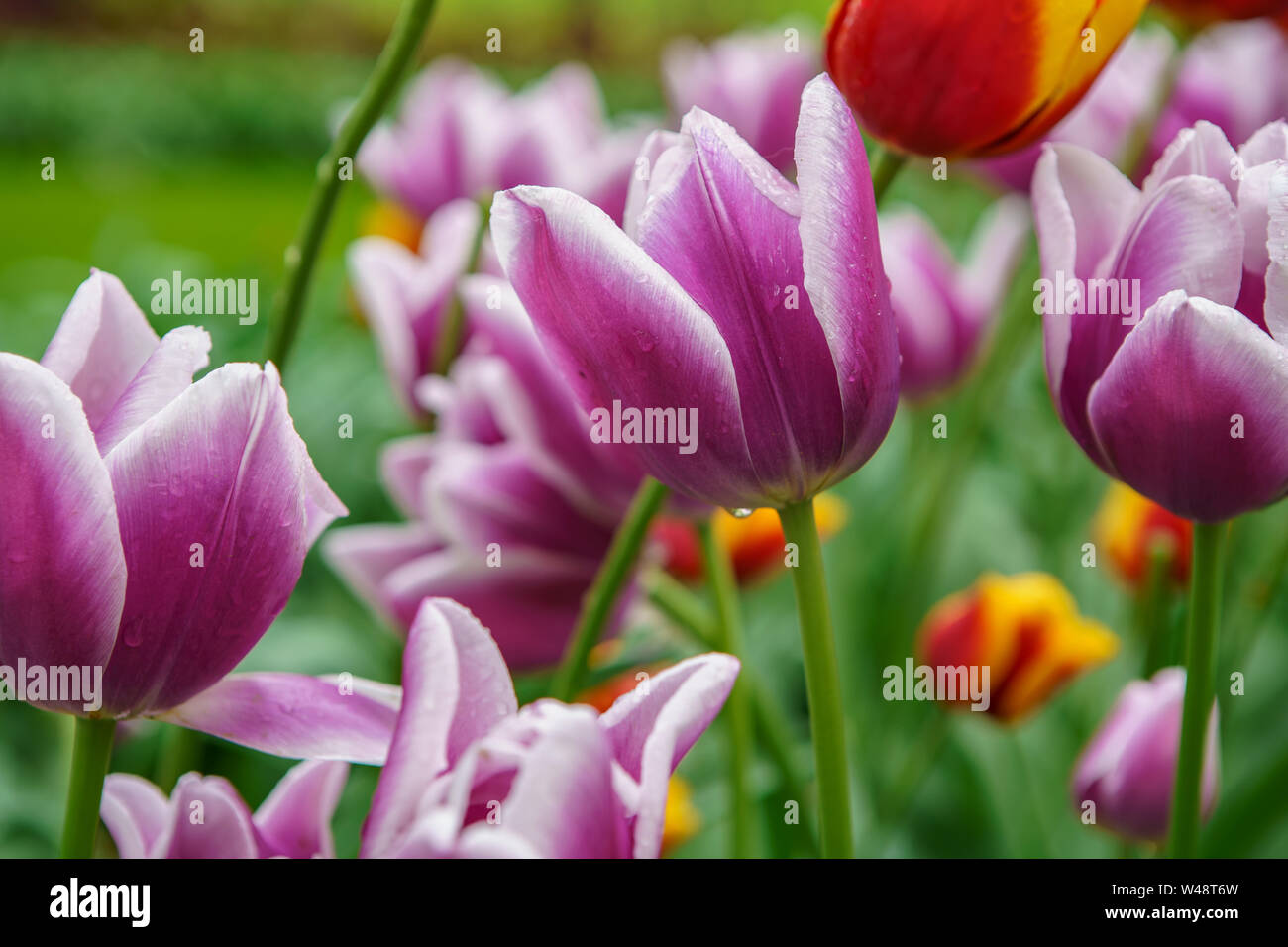Dutch flower field bloom in spring season.Exotic decorative plants grow ...