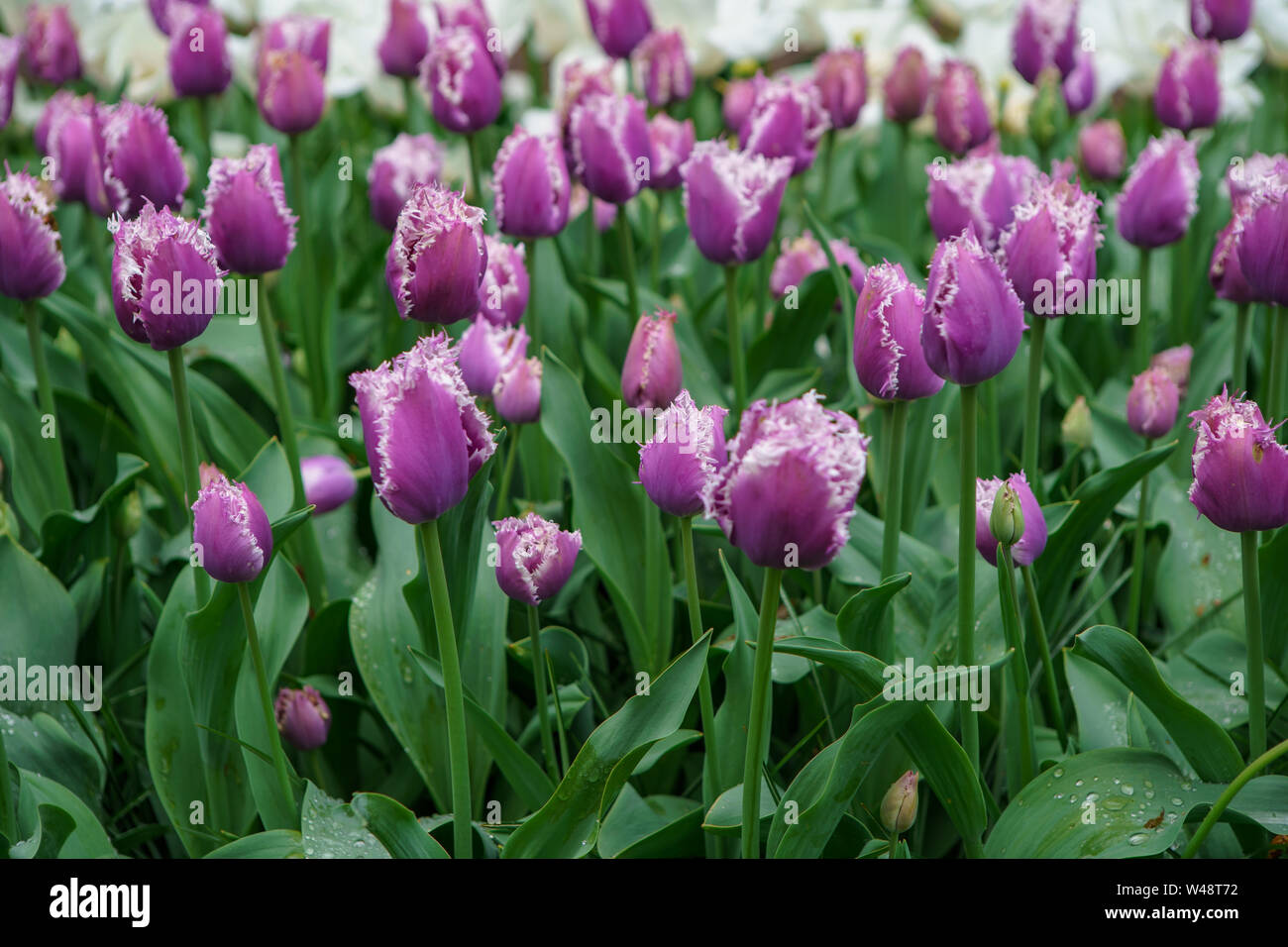 Dutch flower field bloom in spring season.Exotic decorative plants grow ...