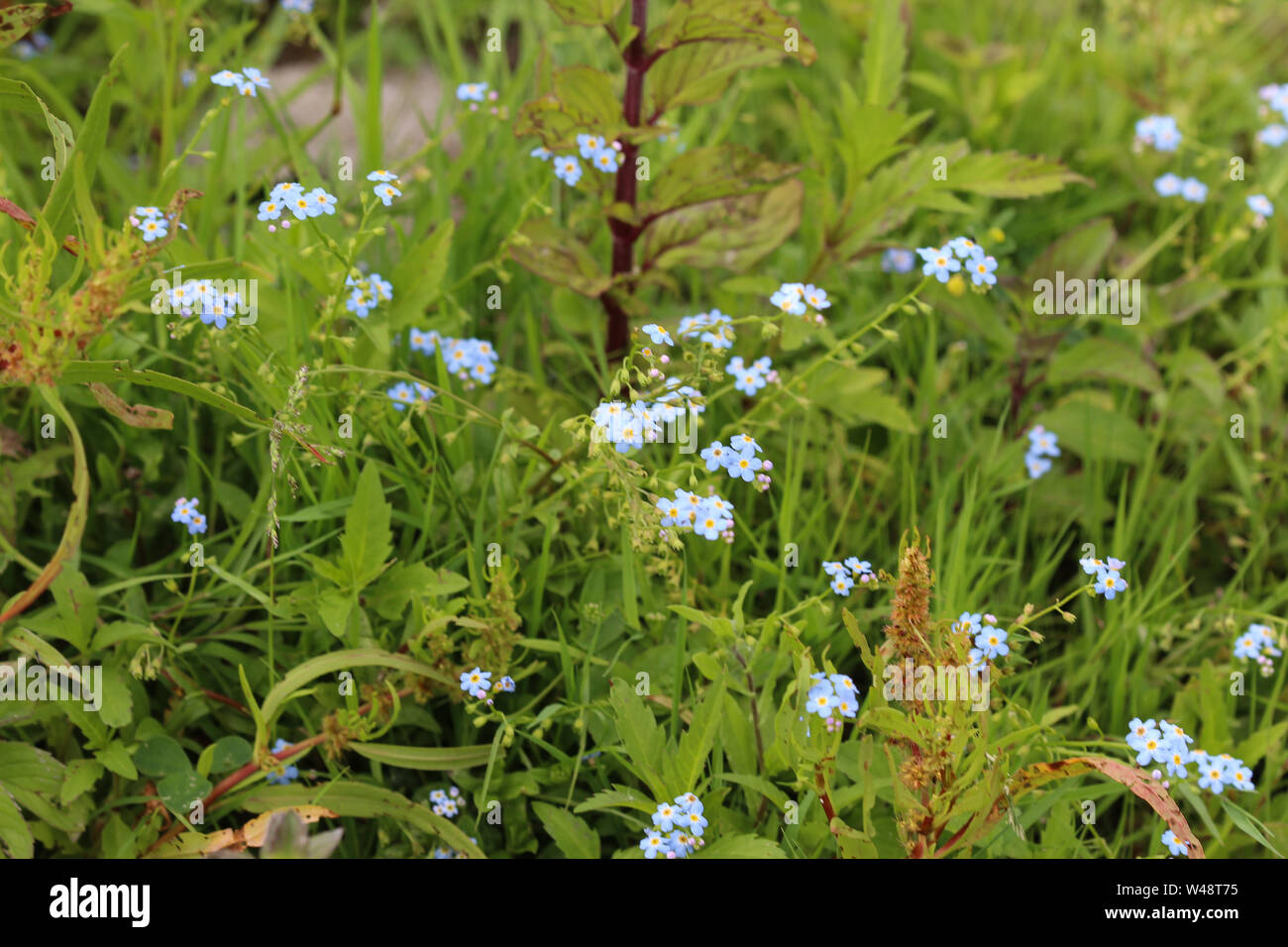 Myosotis scorpioides leaf hi-res stock photography and images - Alamy