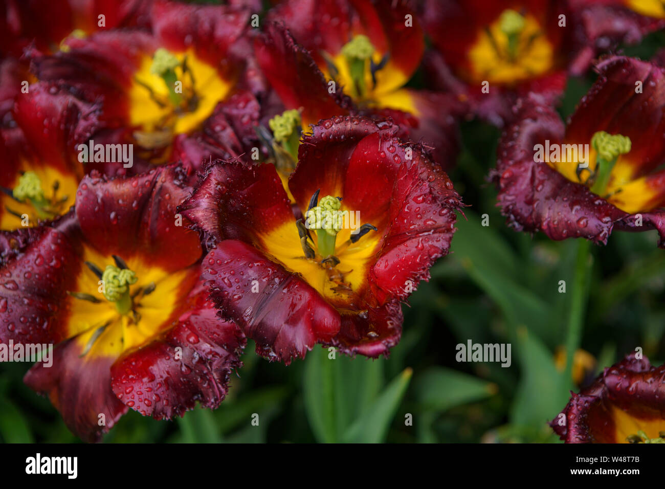 Dutch flower field bloom in spring season.Exotic decorative plants grow ...