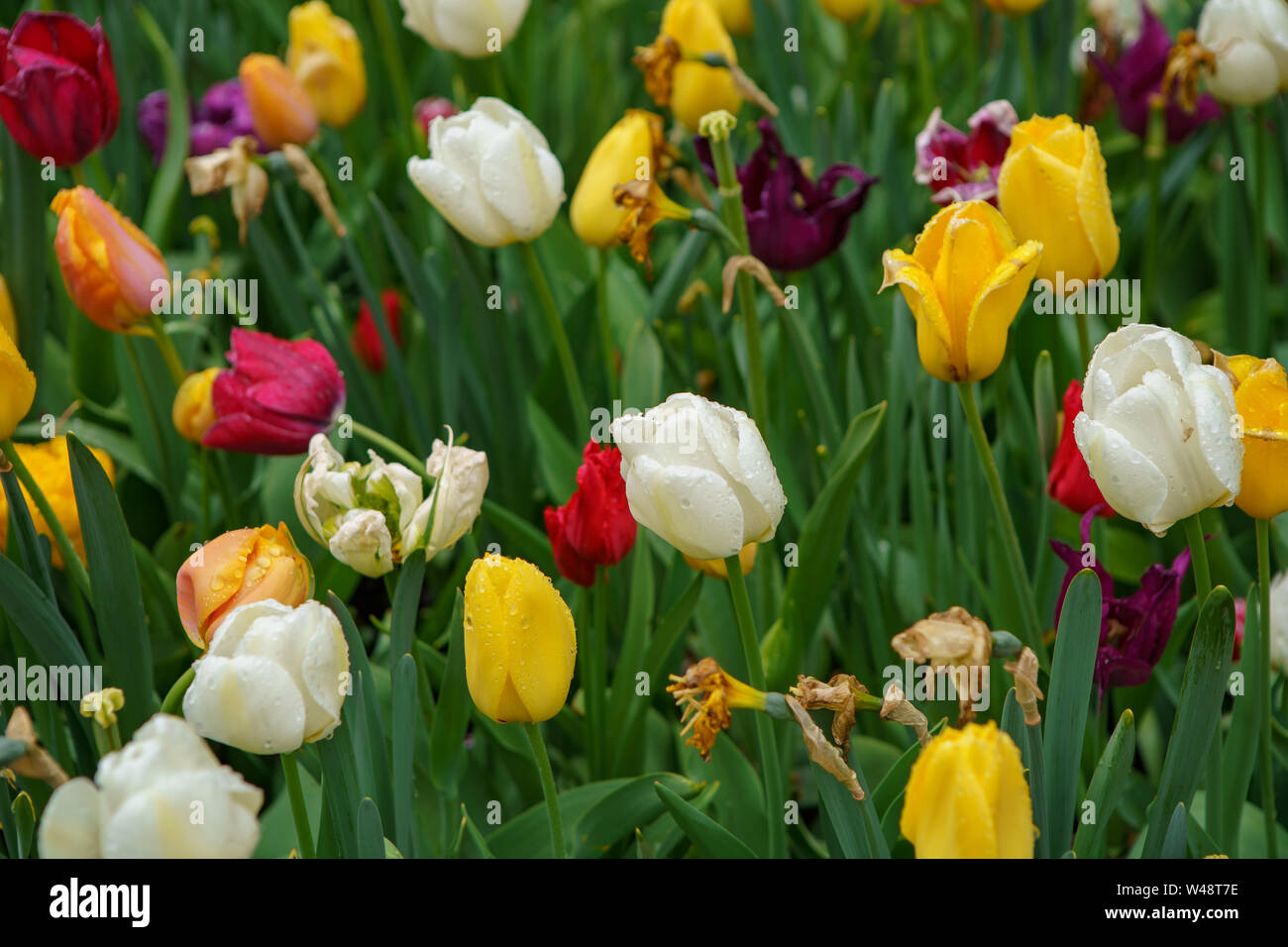Dutch flower field bloom in spring season.Exotic decorative plants grow ...
