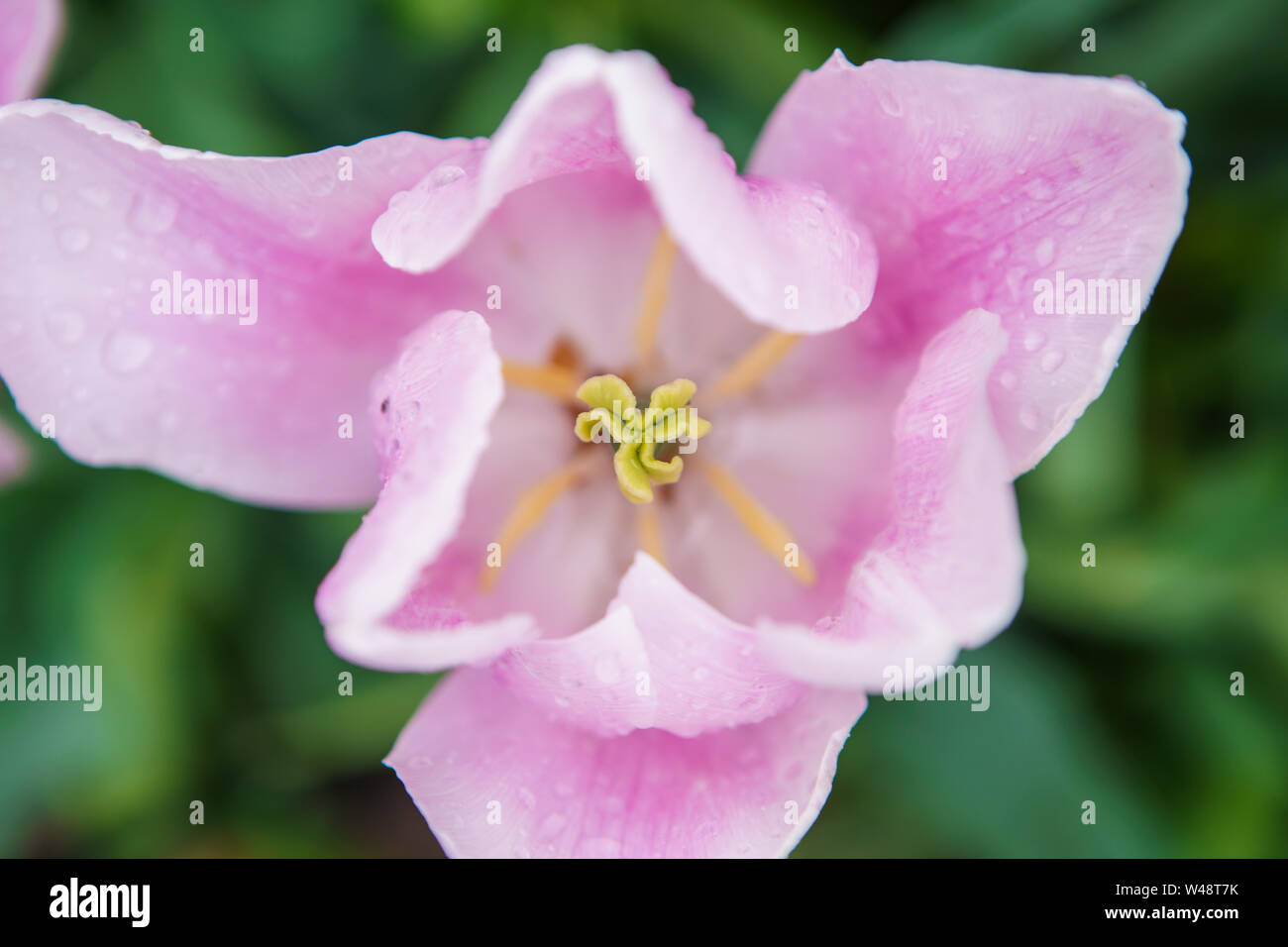 Dutch flower field bloom in spring season.Exotic decorative plants grow ...