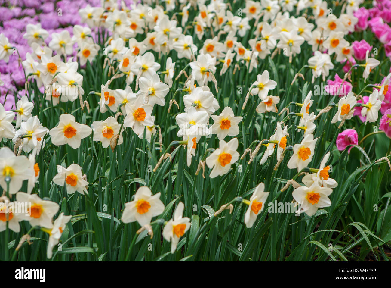 Dutch flower field bloom in spring season.Exotic decorative plants grow ...