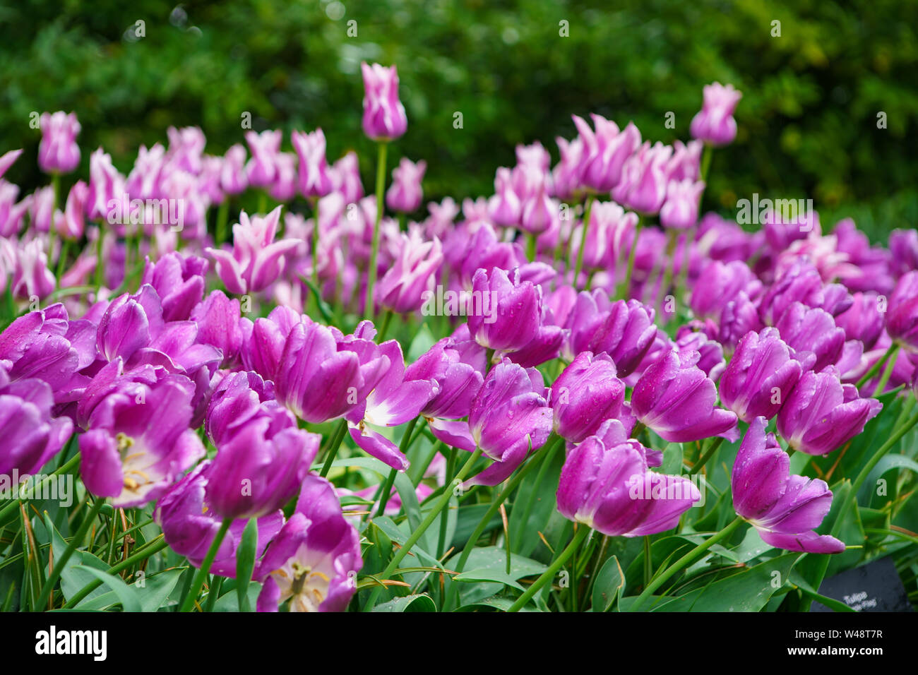 Dutch flower field bloom in spring season.Exotic decorative plants grow ...