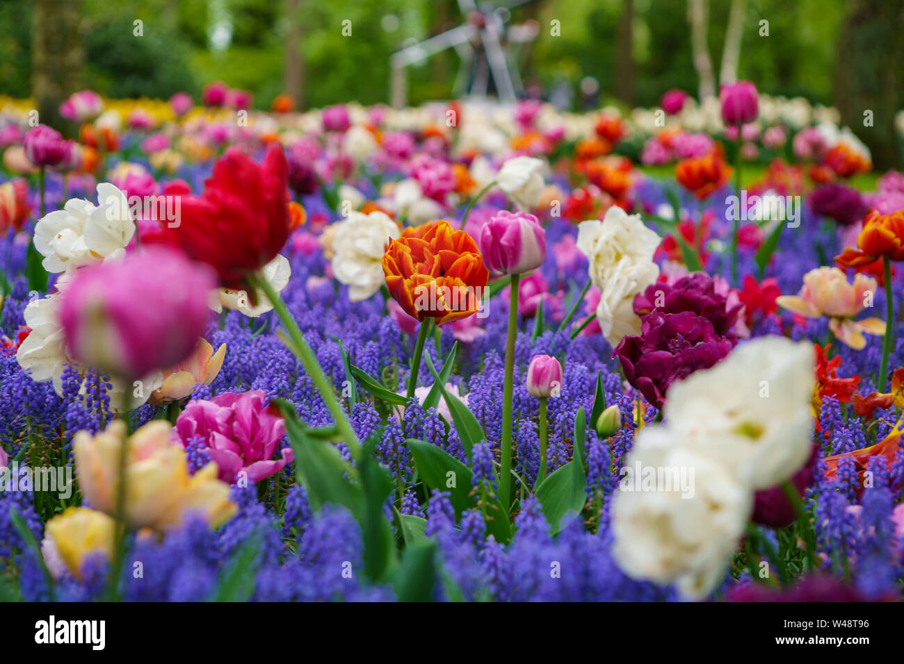 Dutch flower field bloom in spring season.Exotic decorative plants grow ...