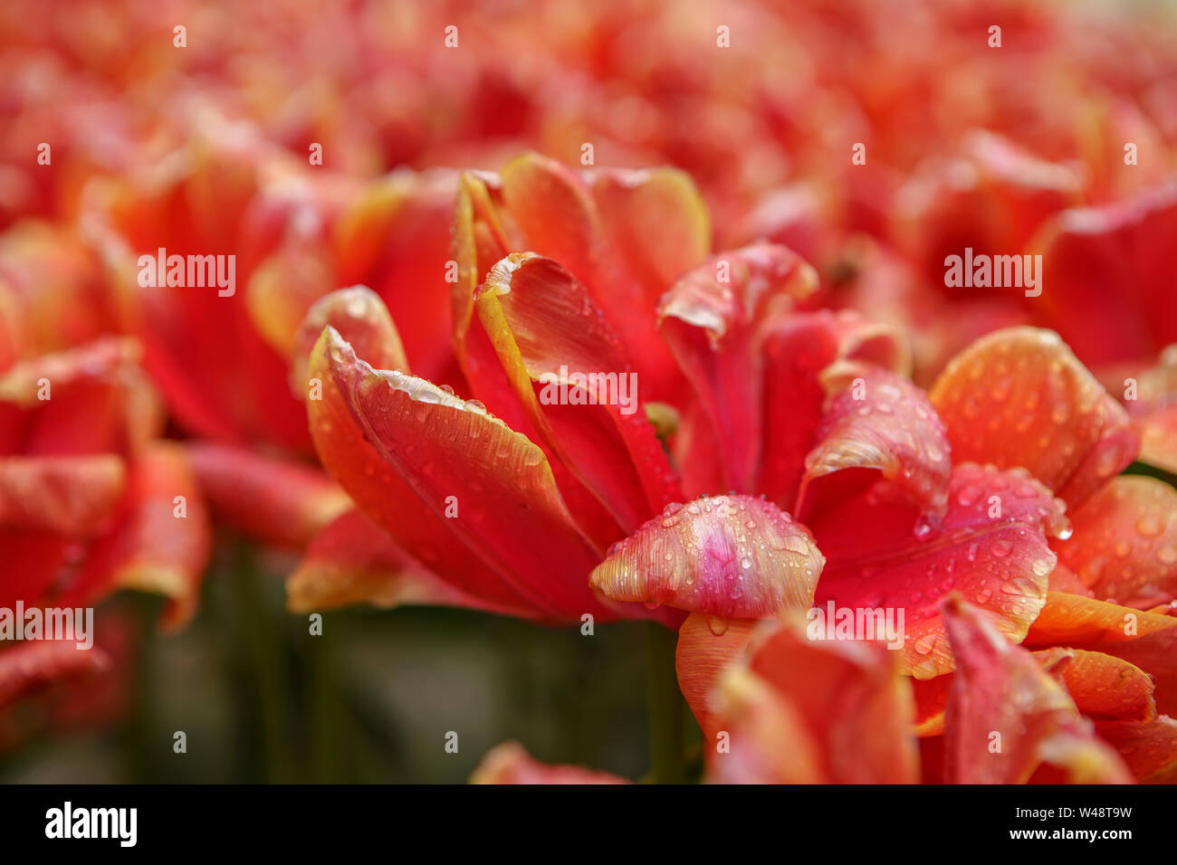 Exotic spring flowers grow in Netherlands.Beautiful dutch flower field ...
