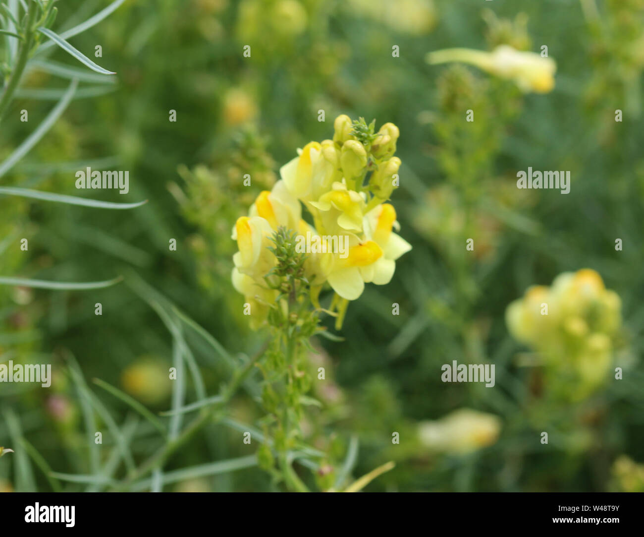 close up of Linaria vulgaris, names are common toadflax, yellow ...