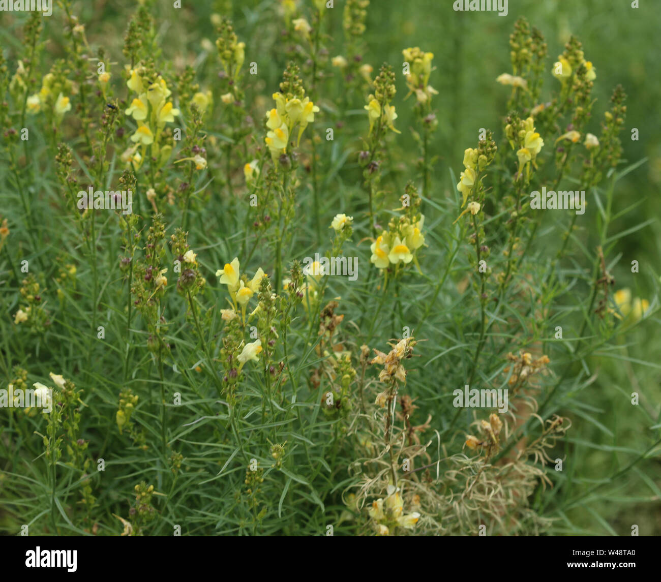Linaria vulgaris illustration hi-res stock photography and images - Alamy
