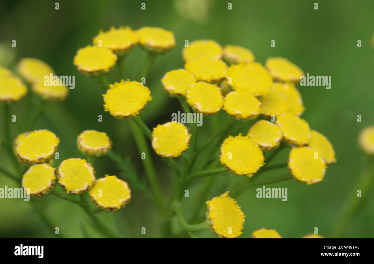 close up of Tansy (Tanacetum vulgare), also known as common tansy ...