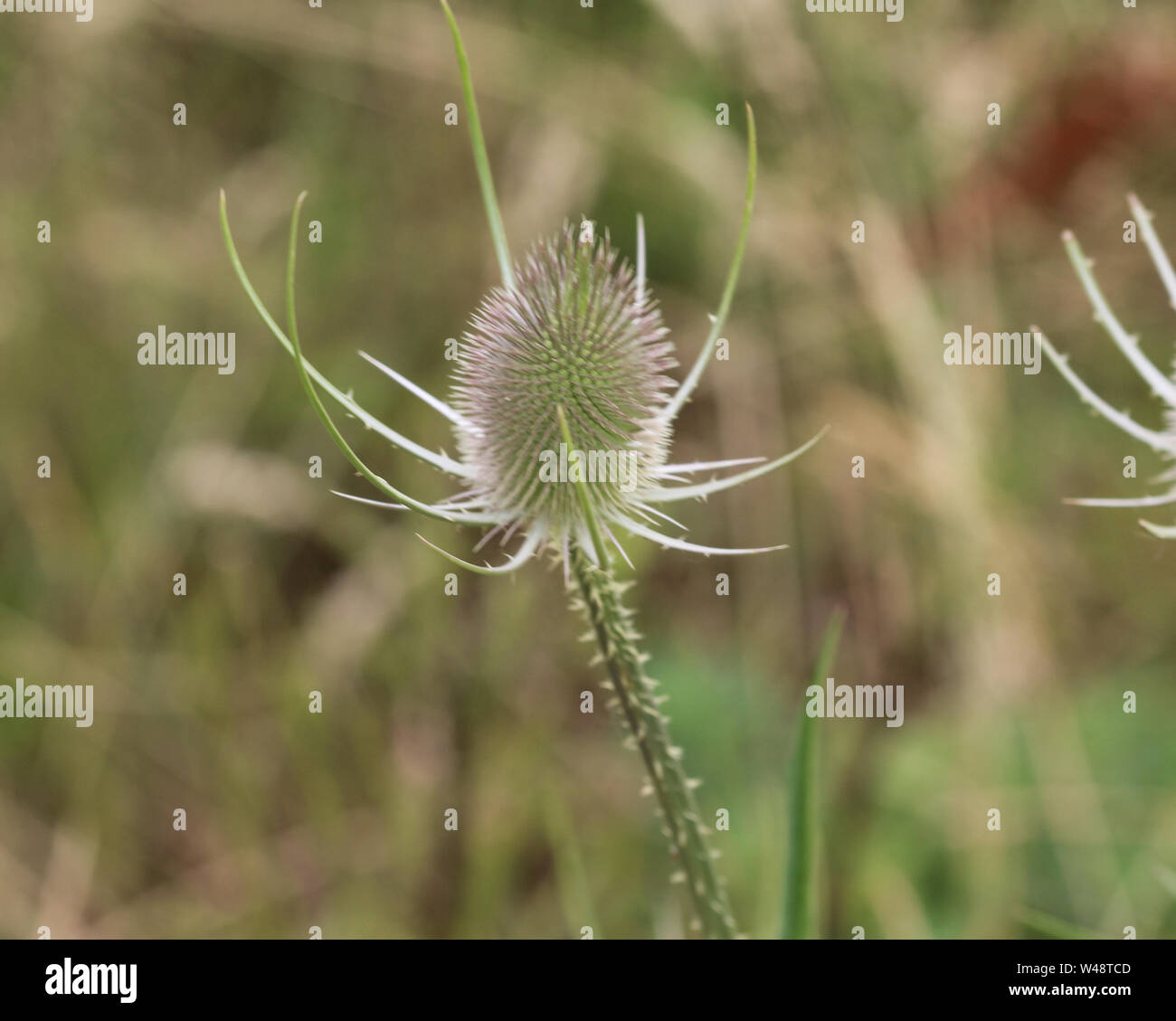 Close up of wild teasel or or fullers teasel (Dipsacus fullonum Stock ...