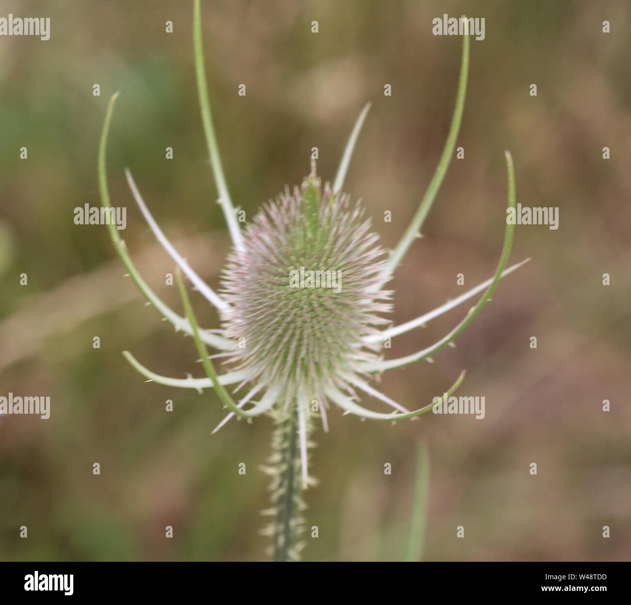 Fuller’s teasel dipsacus fullonum hi-res stock photography and images ...
