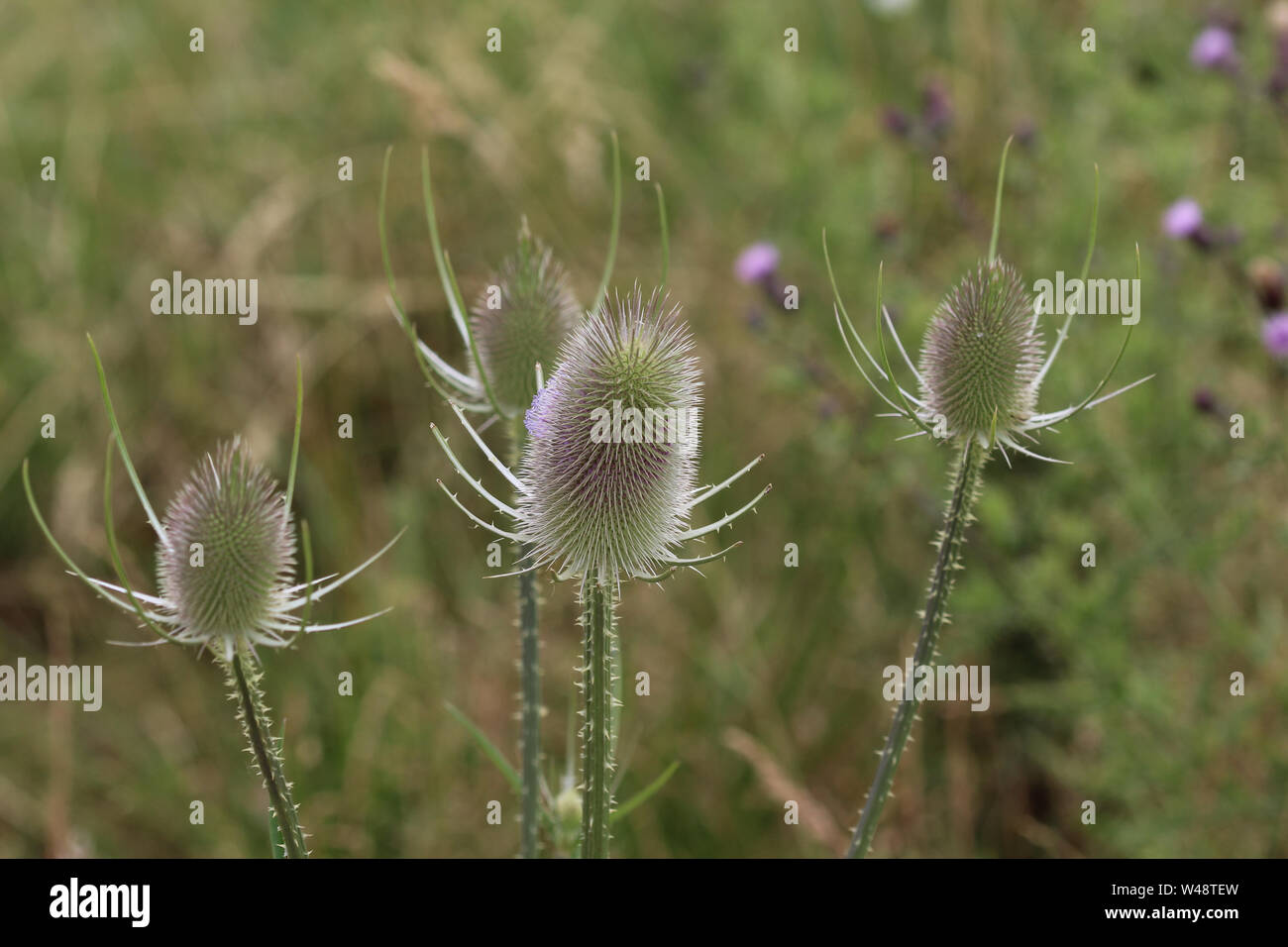 Fuller’s teasel dipsacus fullonum hi-res stock photography and images ...