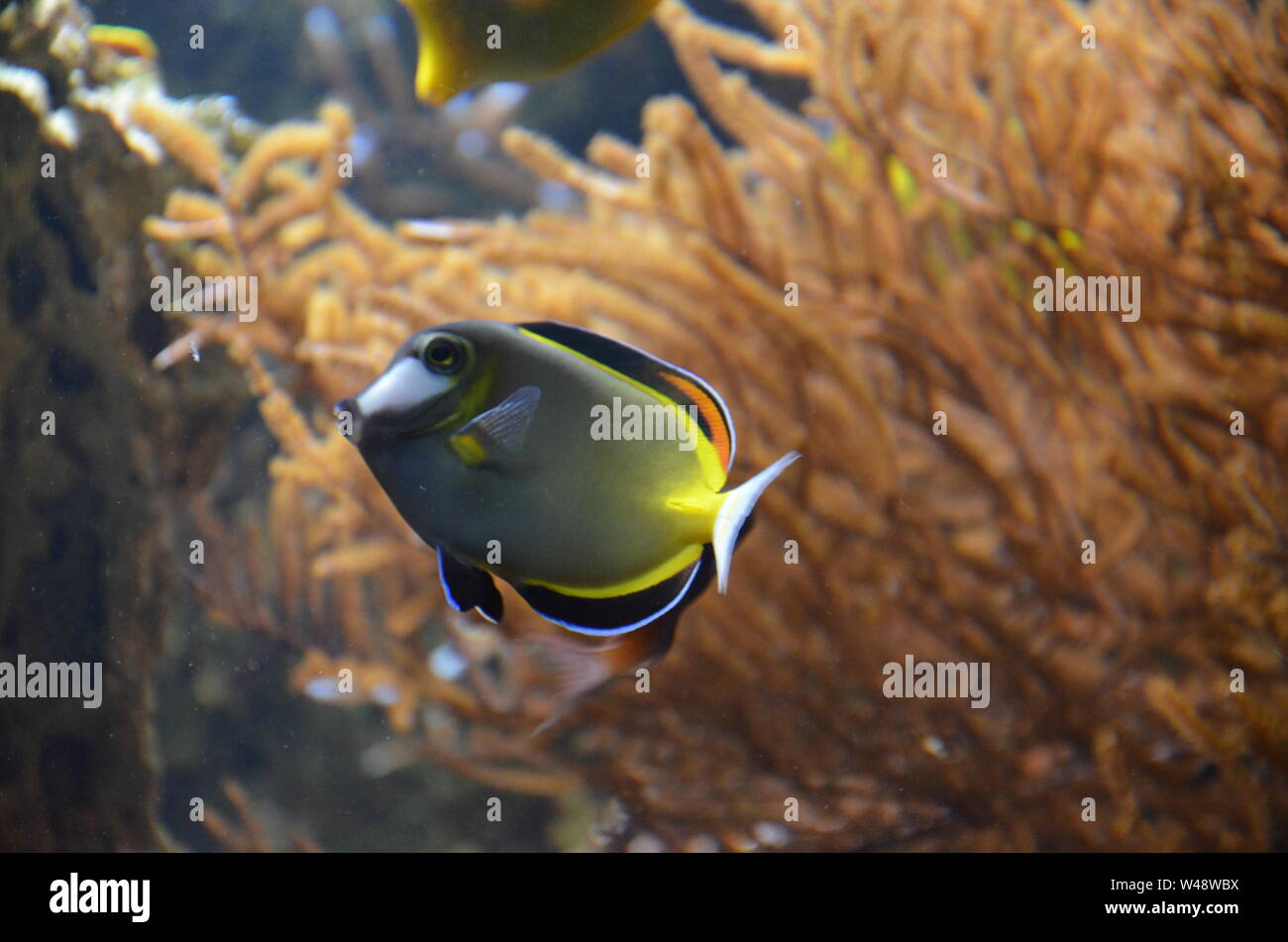 Colorful tropical fish Stock Photo - Alamy