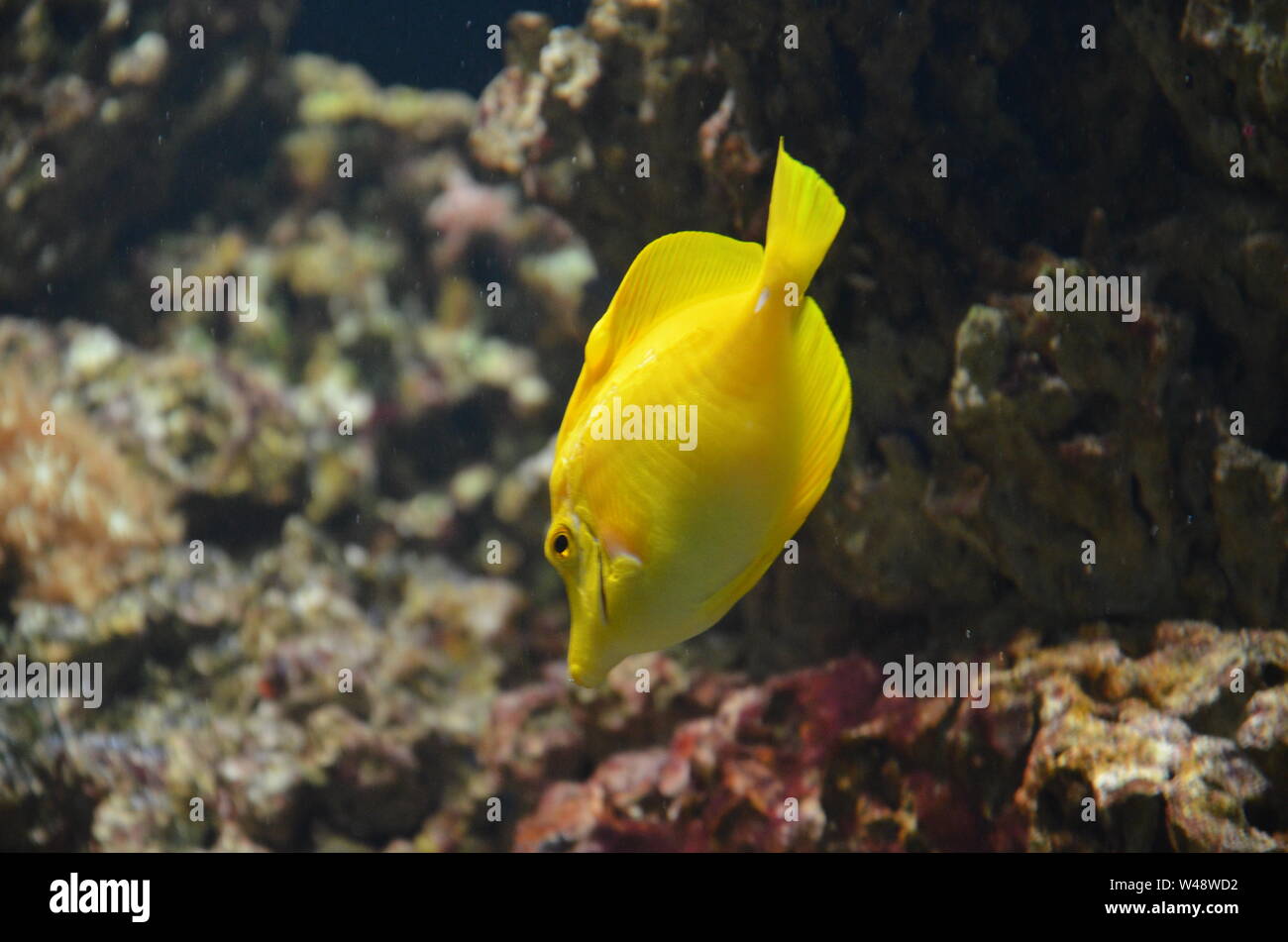 Colorful tropical fish Stock Photo - Alamy