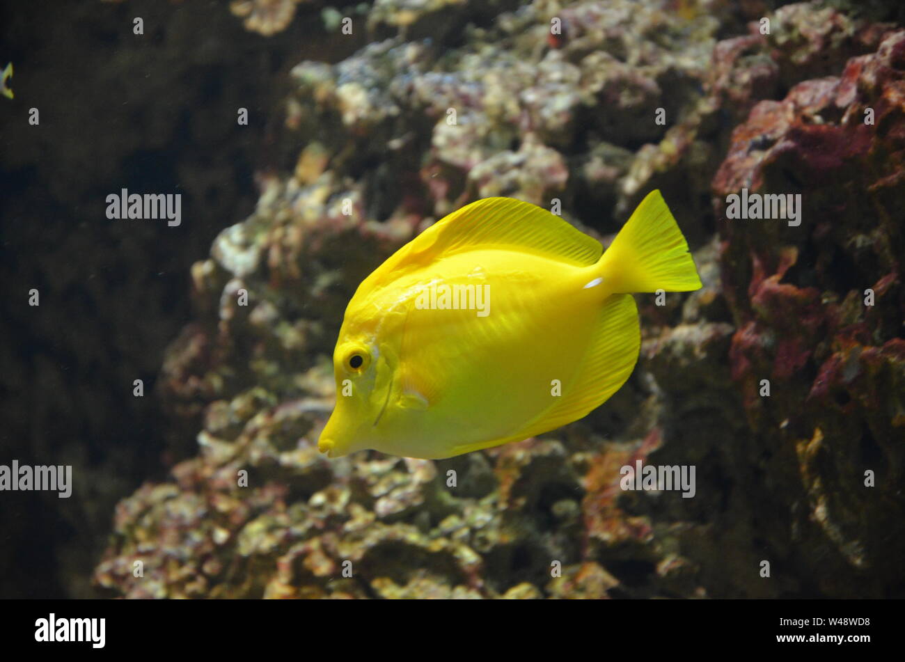 Colorful tropical fish Stock Photo - Alamy