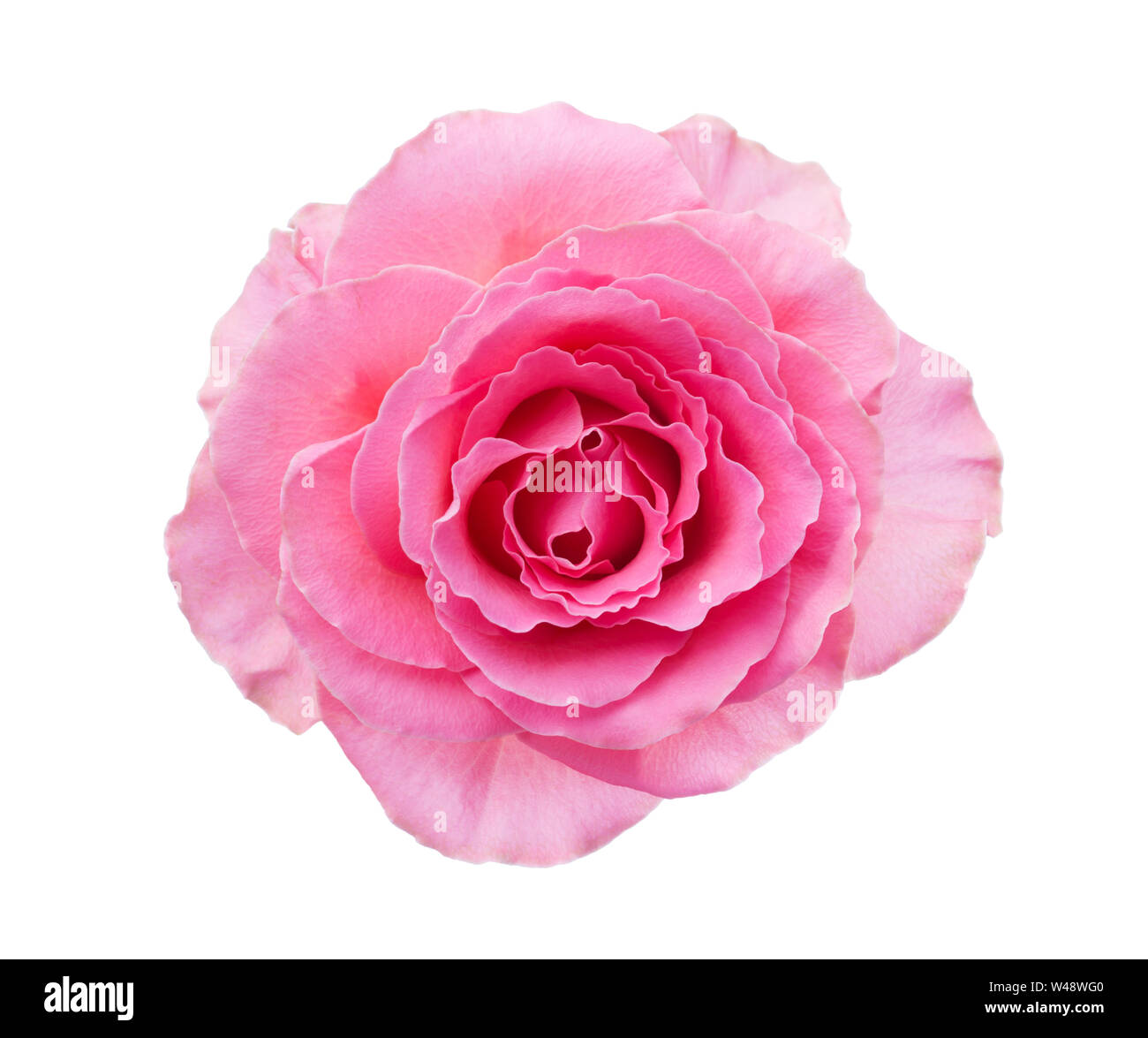Light pink rose isolated on white background Stock Photo - Alamy