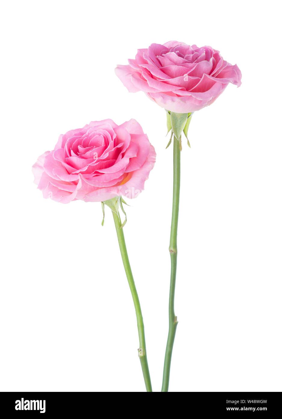 Two light pink Roses isolated on white background Stock Photo - Alamy
