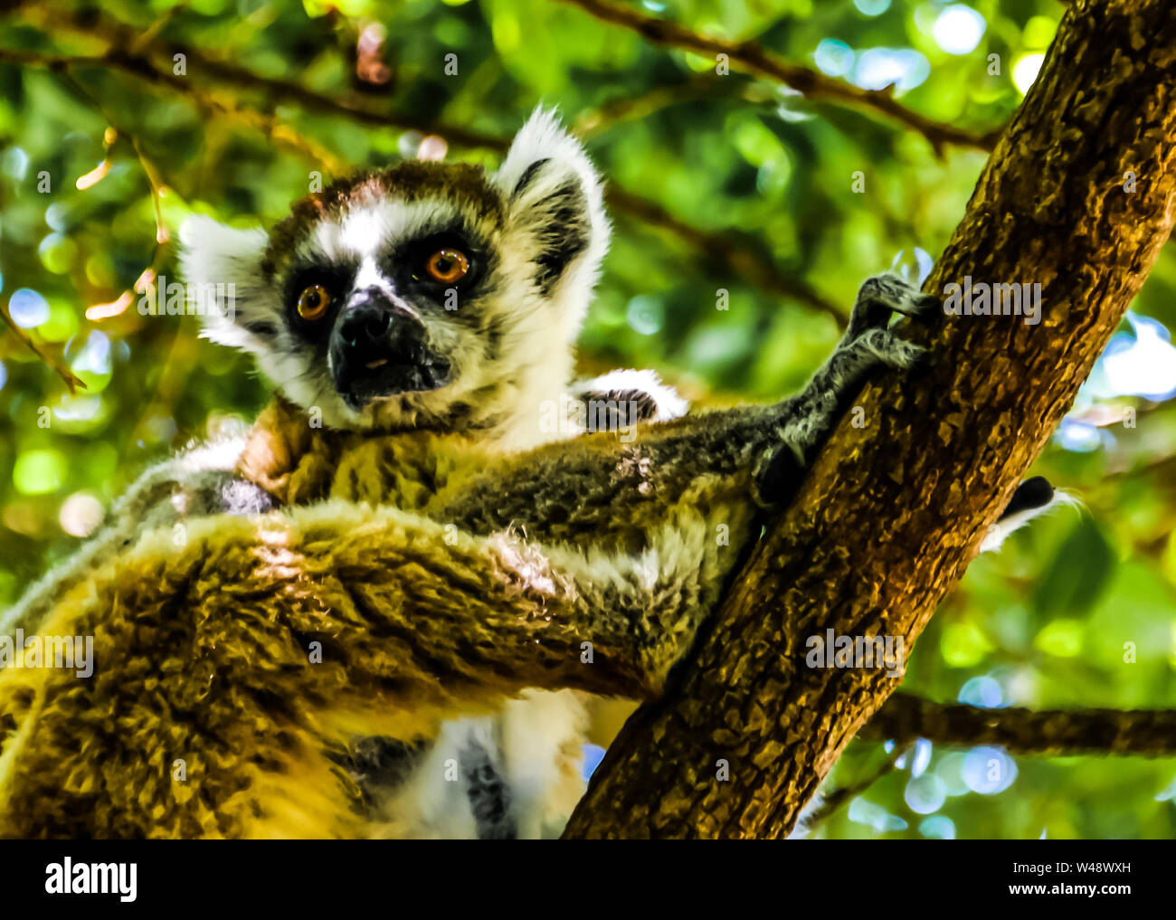 King julien madagascar hi-res stock photography and images - Alamy