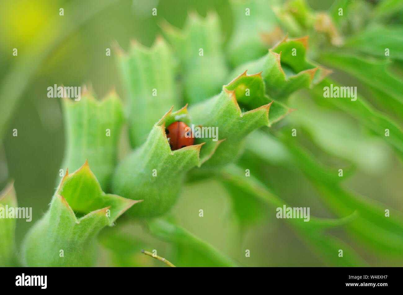 Bell field hi-res stock photography and images - Alamy