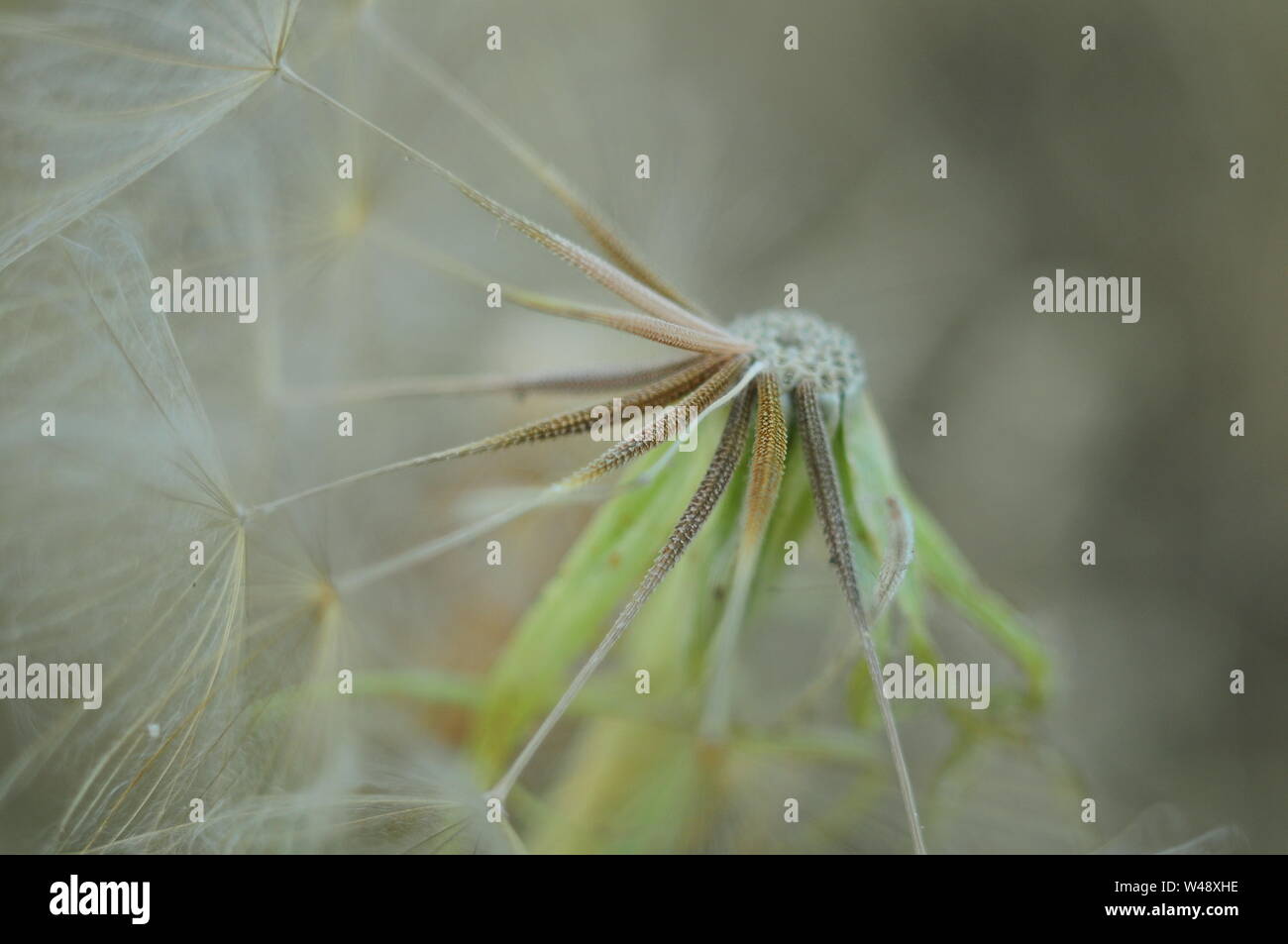 Stamens of big dandelion, macro, blurred effect Stock Photo - Alamy
