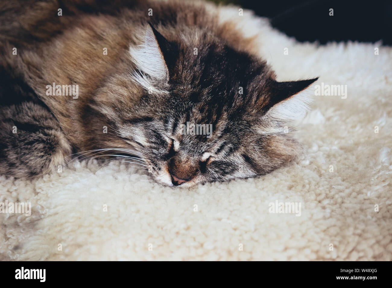 Sleeping grey cat hi-res stock photography and images - Alamy