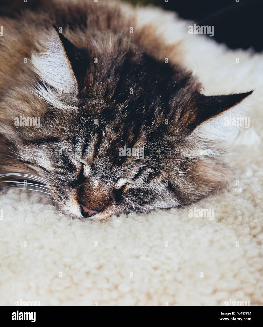 Sleeping grey cat hi-res stock photography and images - Alamy