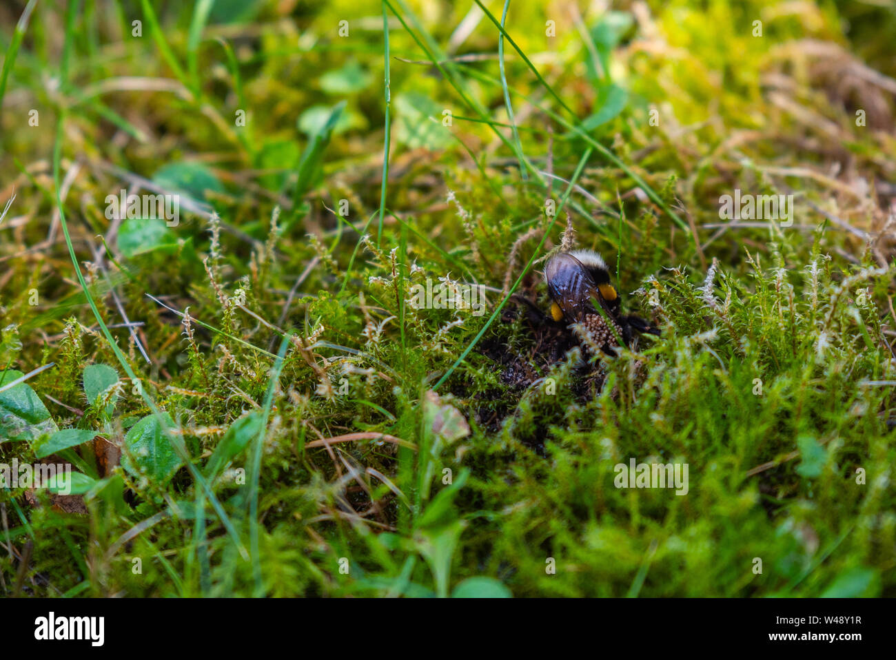 a bumble-bee queen with mites on her back Stock Photo - Alamy
