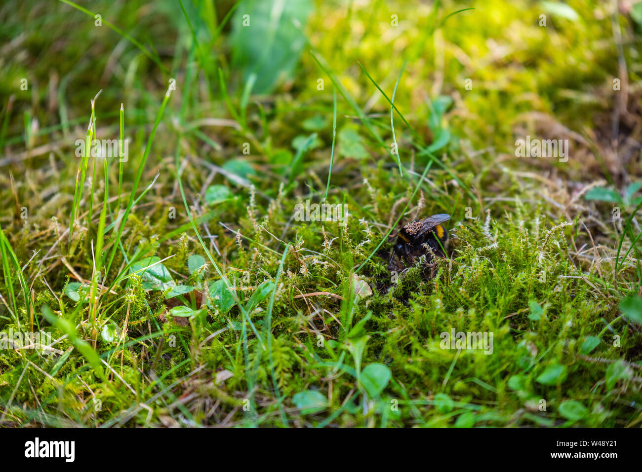 a bumble-bee queen with mites on her back Stock Photo - Alamy