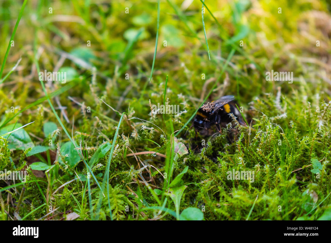 a bumble-bee queen with mites on her back Stock Photo - Alamy