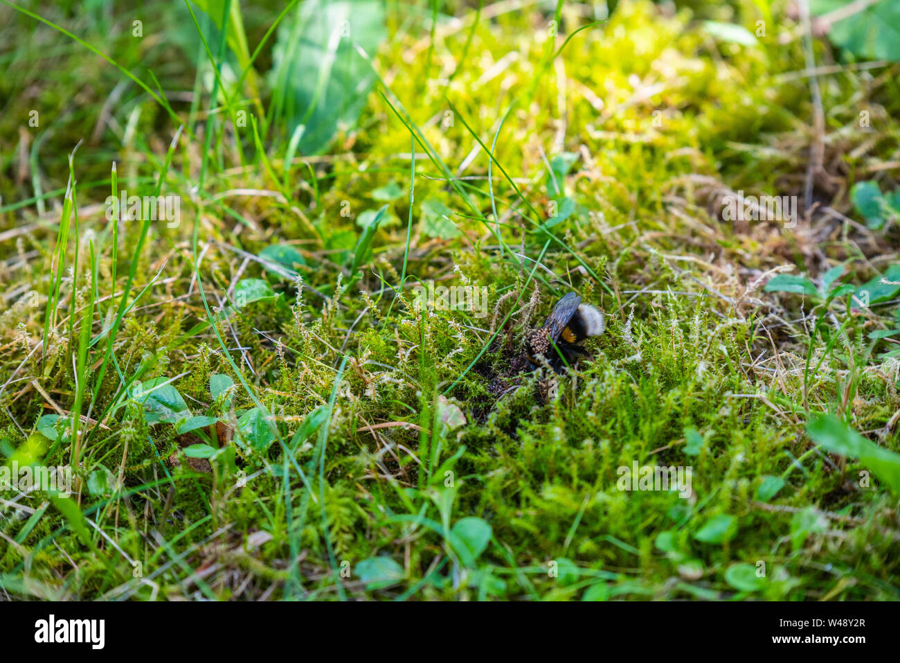 a bumble-bee queen with mites on her back Stock Photo - Alamy