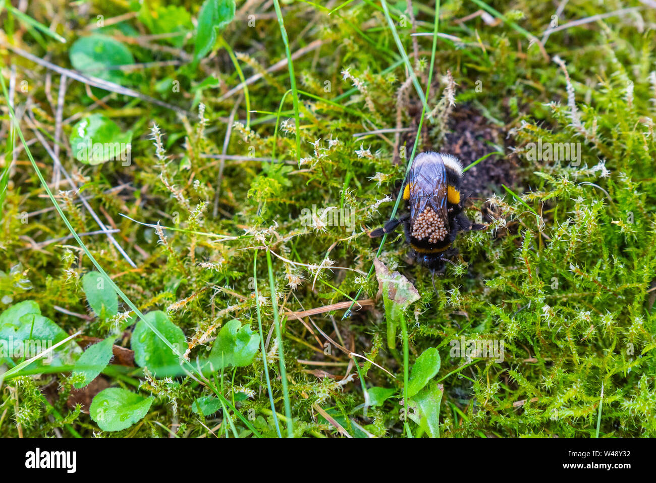 a bumble-bee queen with mites on her back Stock Photo - Alamy