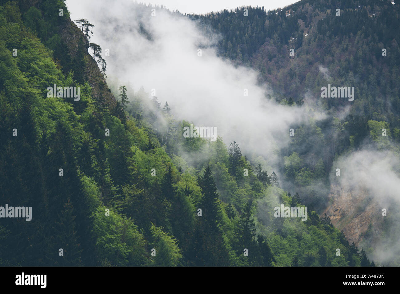 Forest mountain fog alps Stock Photo - Alamy