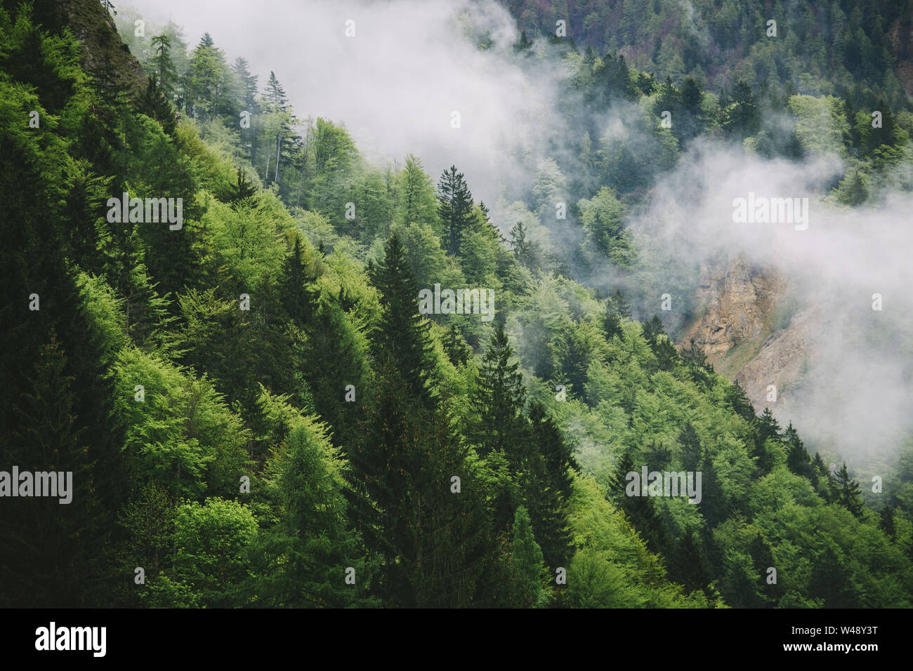 Forest mountain fog alps Stock Photo - Alamy