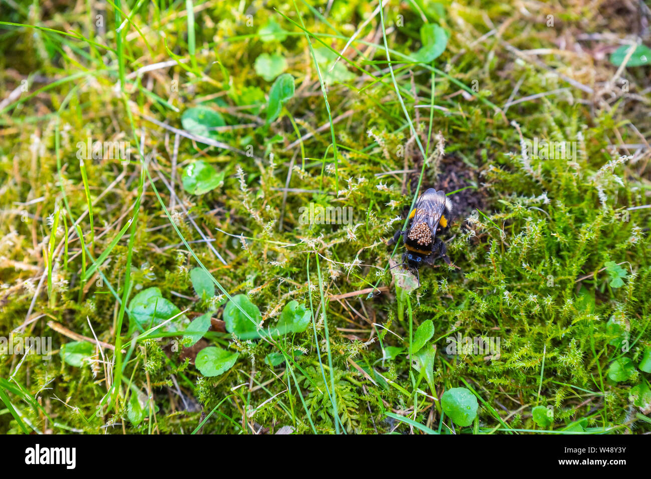 a bumble-bee queen with mites on her back Stock Photo - Alamy