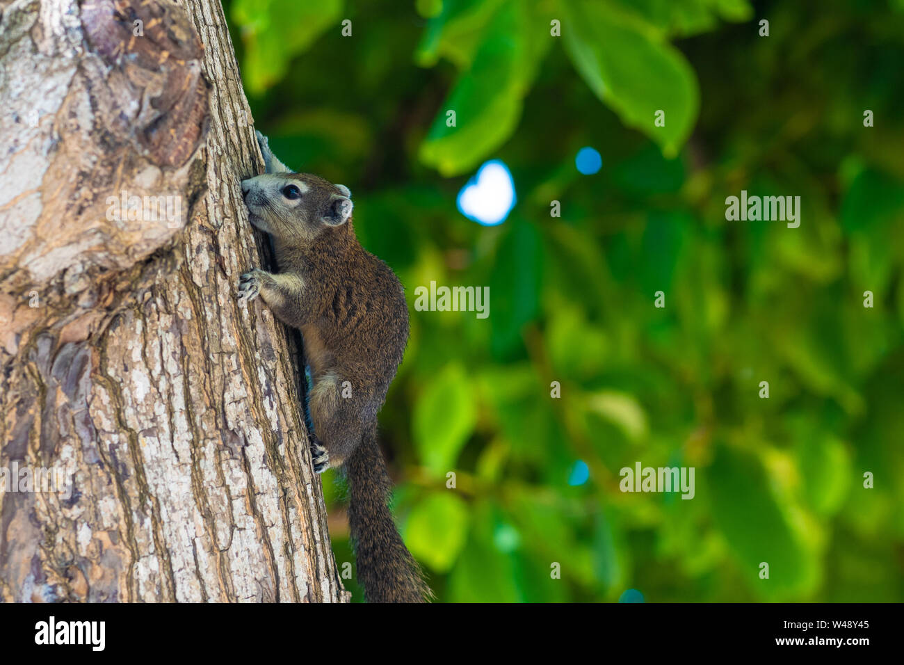 Squirrel on a tree. The photograph shows a squirrel on a tree Stock ...