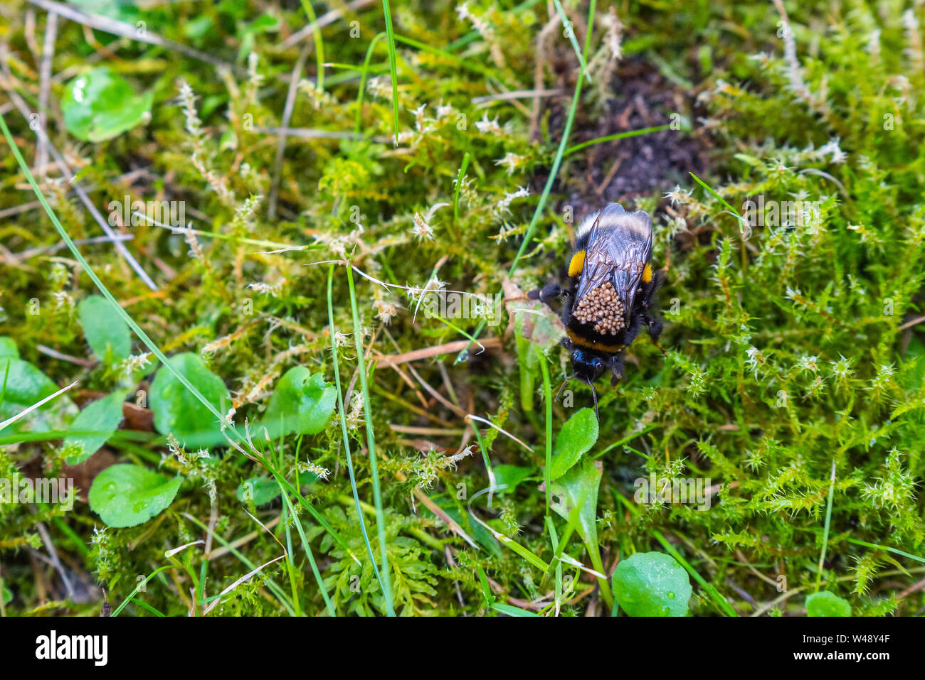 a bumble-bee queen with mites on her back Stock Photo - Alamy