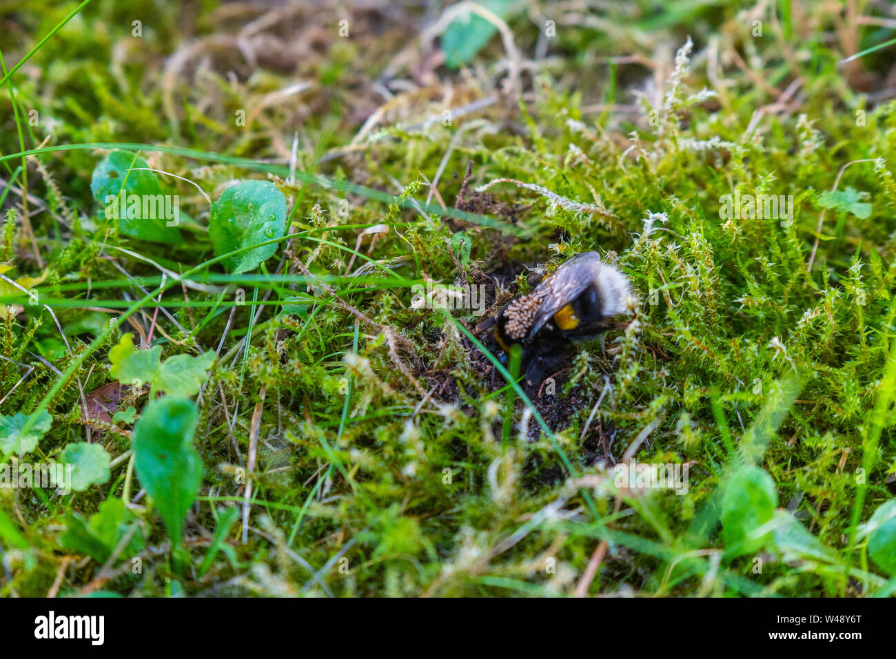a bumble-bee queen with mites on her back Stock Photo - Alamy
