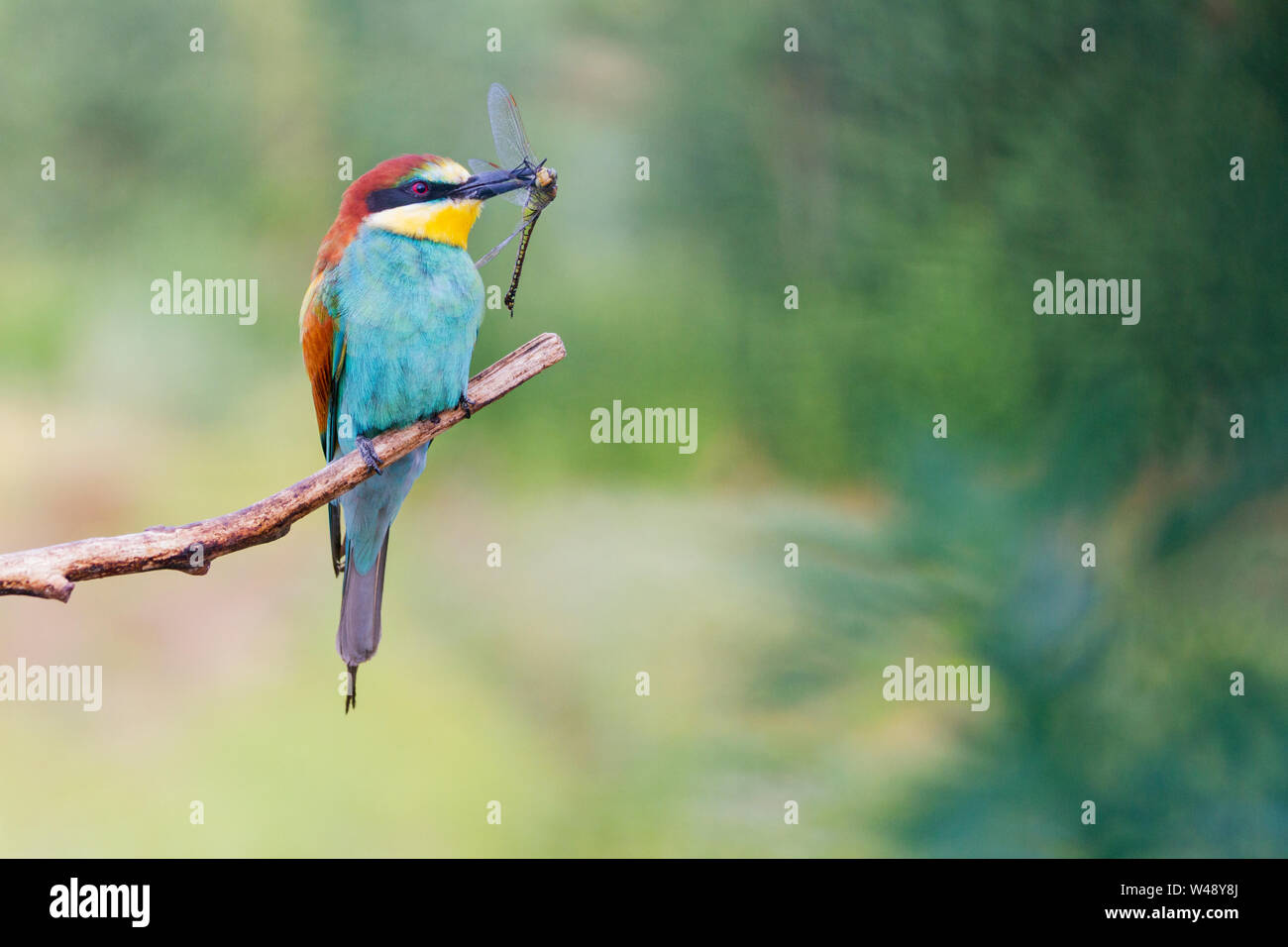 colorful bird with prey in its beak among the green , wild nature Stock ...