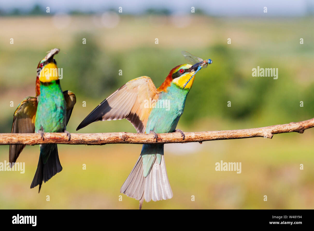 Spring wings bird festival hi-res stock photography and images - Alamy