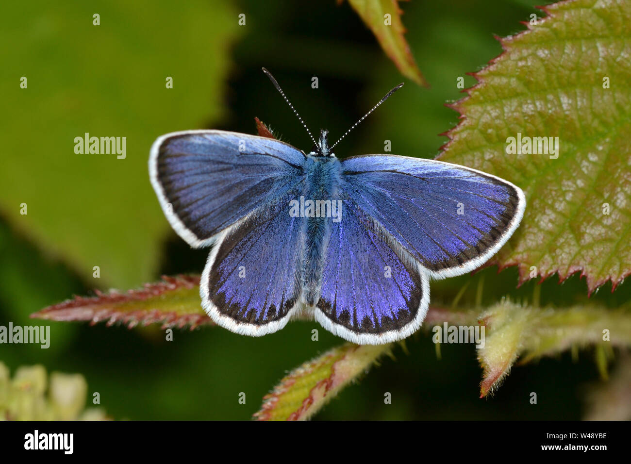 Silver-studded Blue Butterfly, rare British insect Stock Photo - Alamy