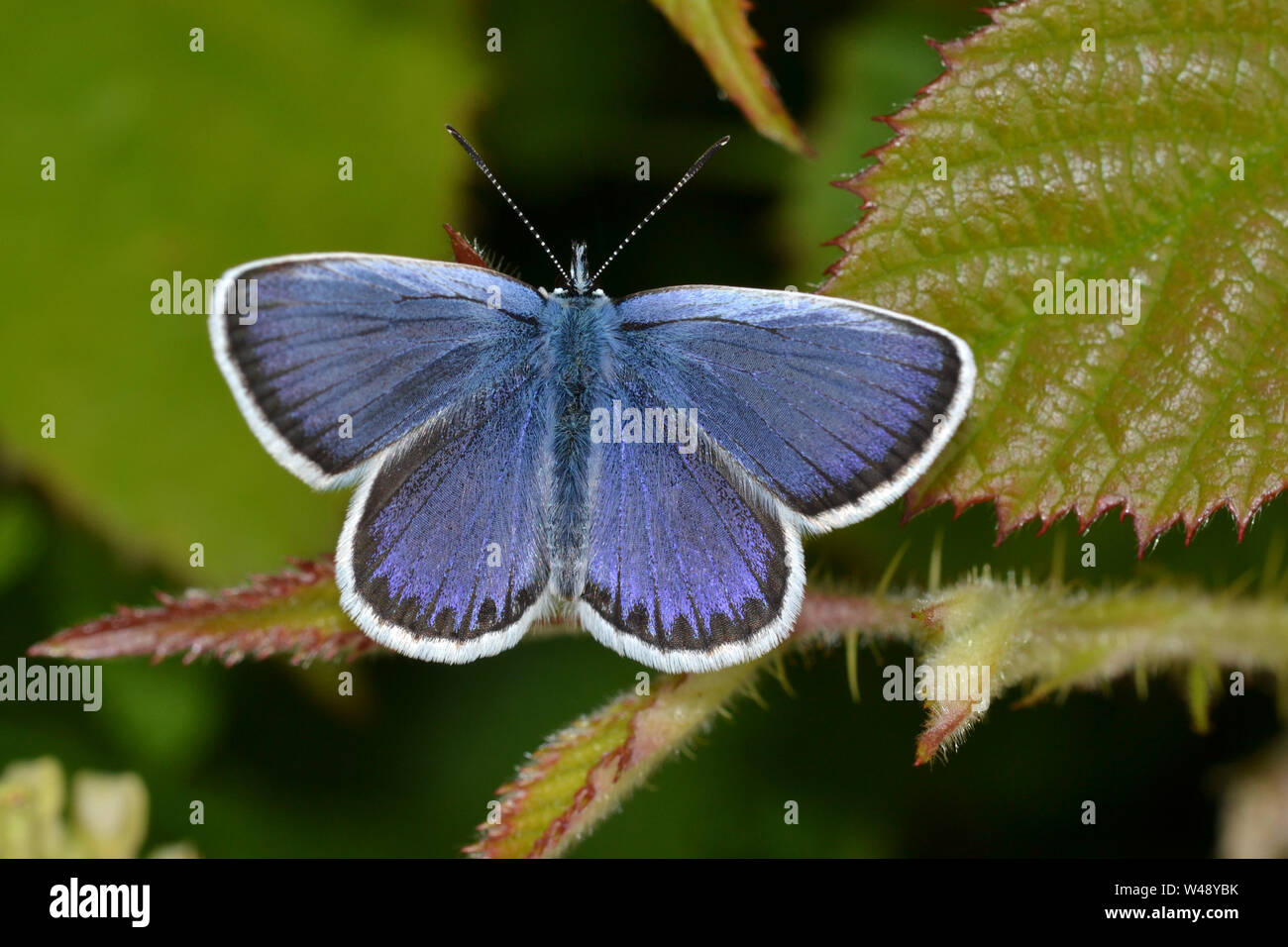 Silver-studded Blue Butterfly, rare British insect Stock Photo - Alamy