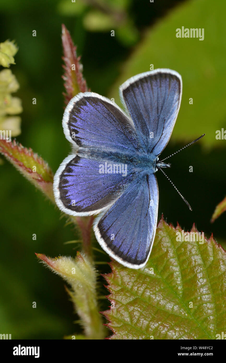Silver-studded Blue Butterfly, rare British insect Stock Photo - Alamy