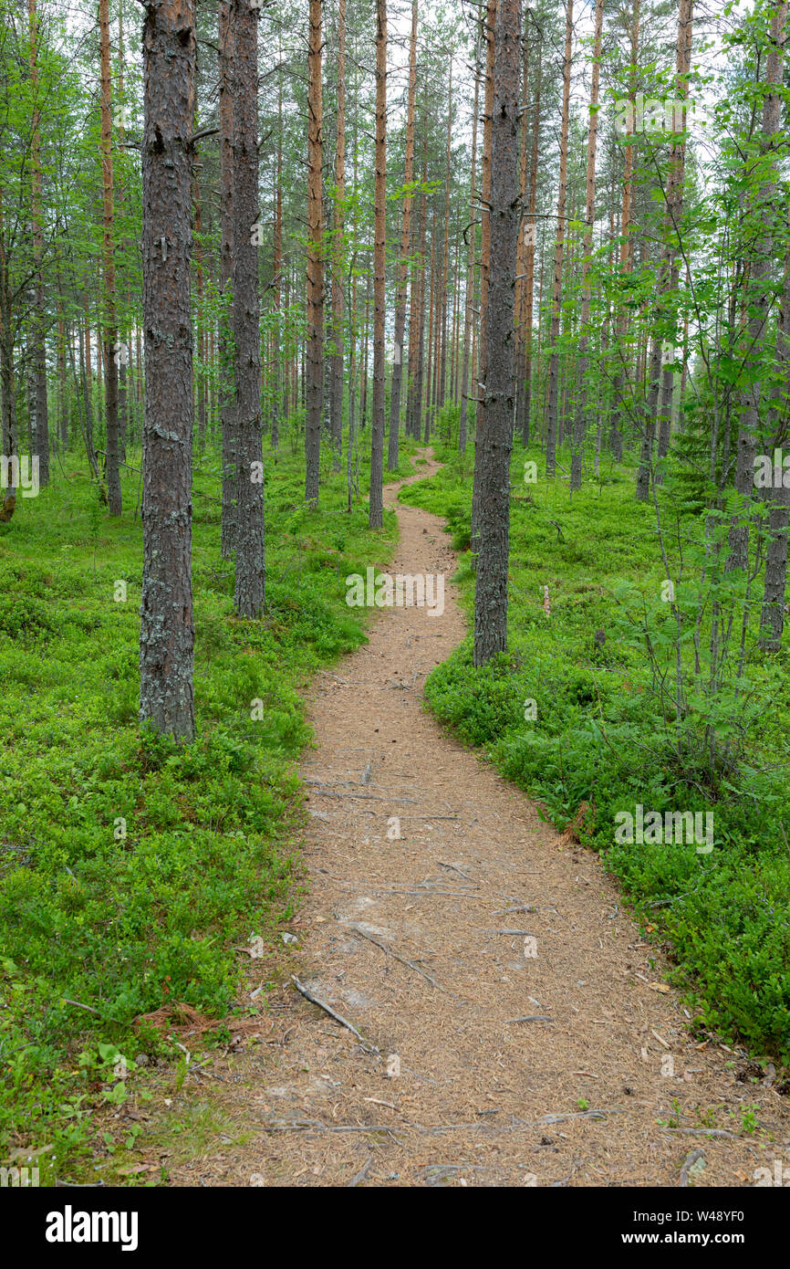 Small path trail in Finnish forest nature landscape Stock Photo - Alamy
