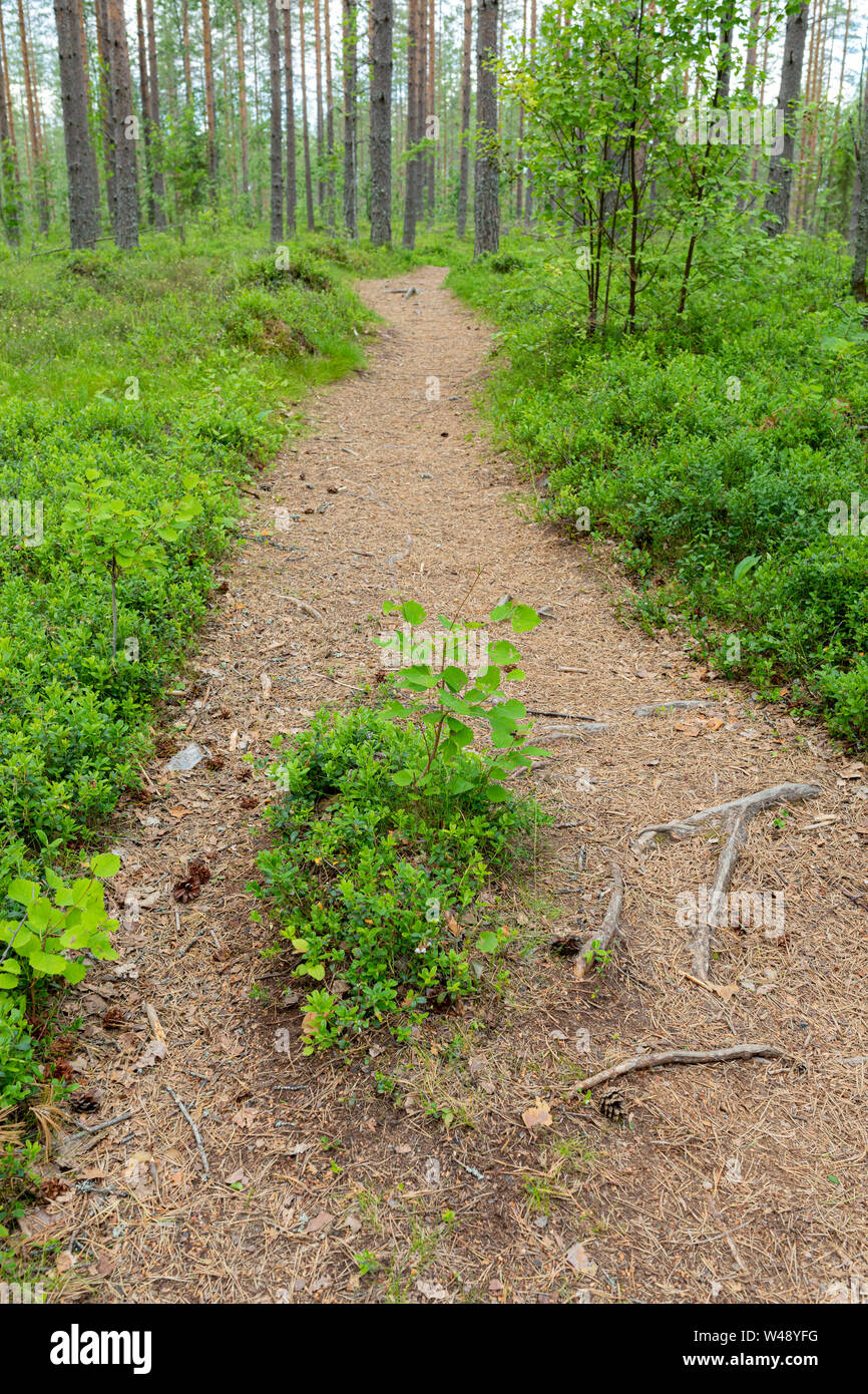 Small path trail in Finnish forest nature landscape Stock Photo - Alamy