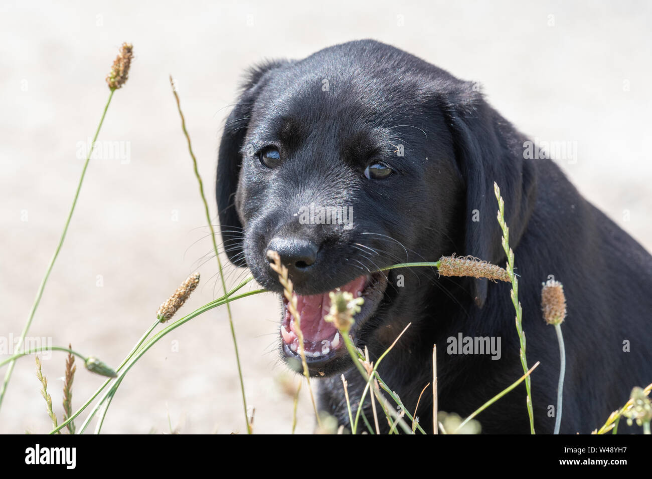 Cute portrait of an 8 week old black Labrador puppy playing with a ...
