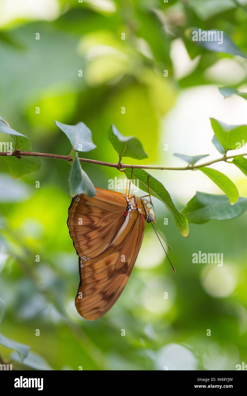 butterfly at rest Stock Photo - Alamy