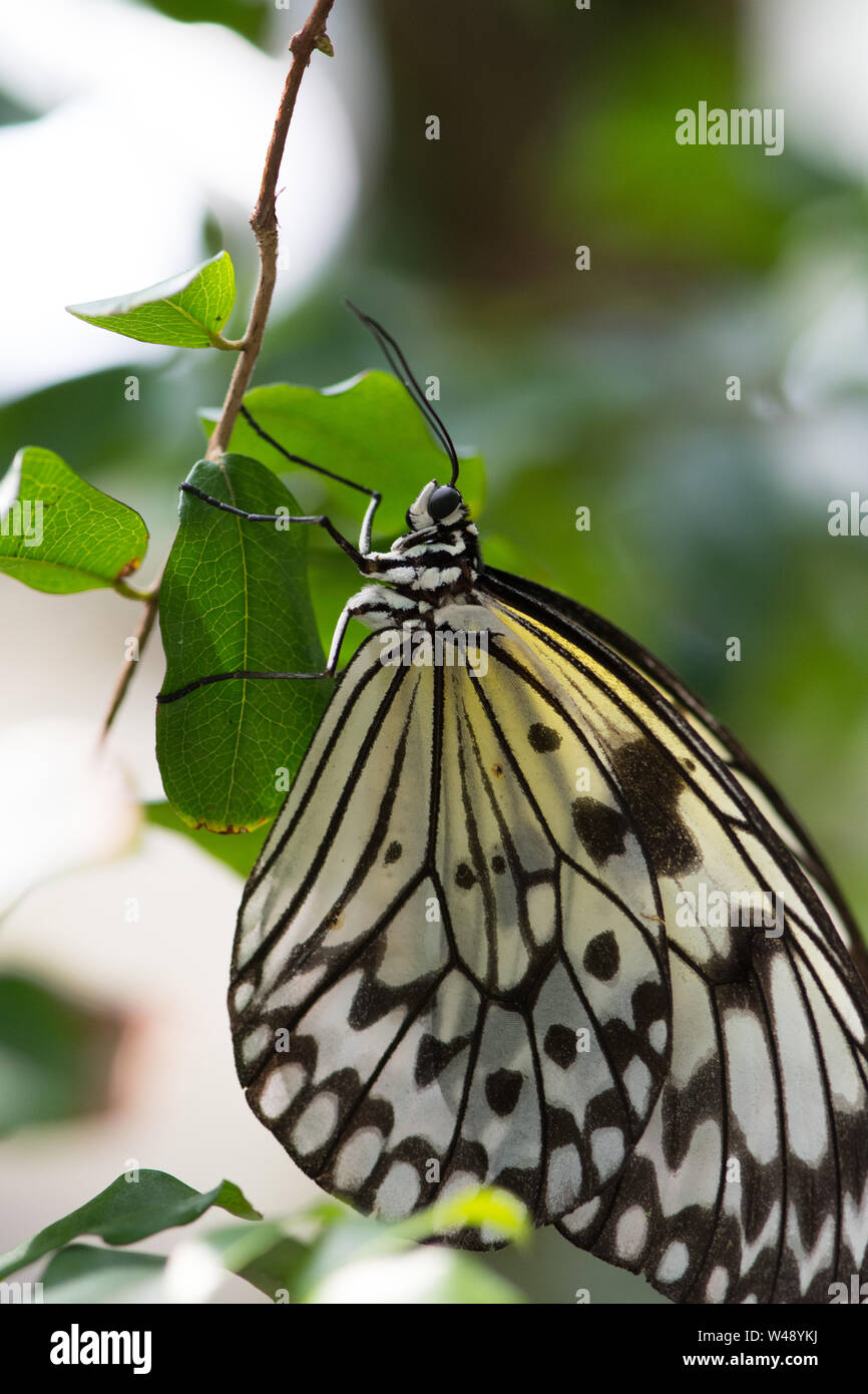 Butterfly at rest hi-res stock photography and images - Alamy